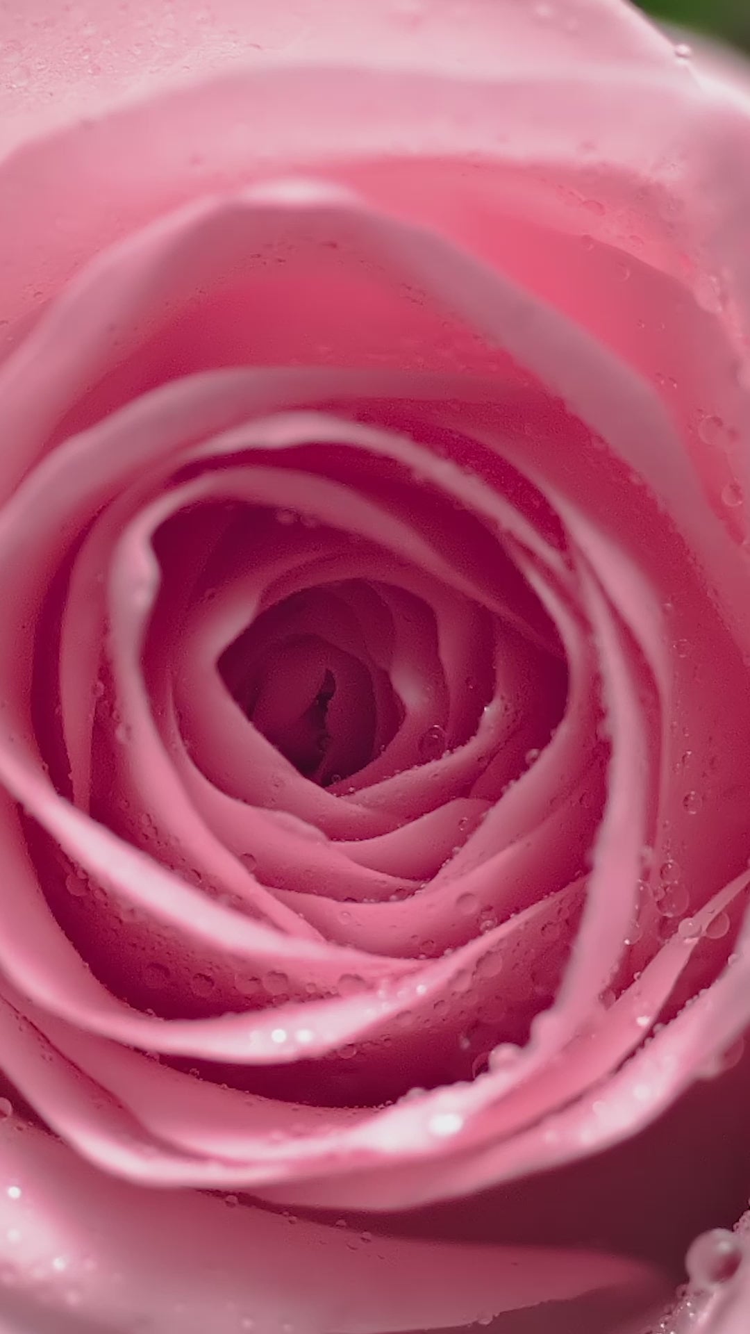 Sérum LA ROSA ARTIST – ARTIST par Marilyn